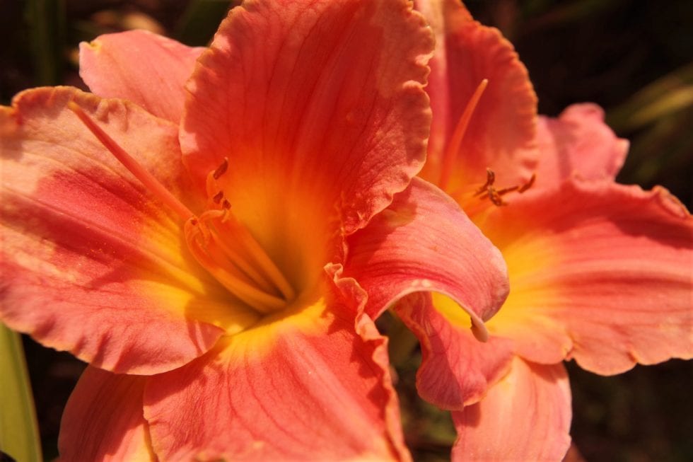 Valley of the Daylilies Retires - www.darbyflowerfields.com
