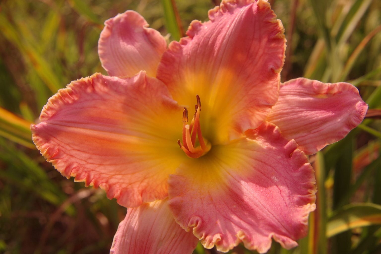Home - www.darbyflowerfields.com